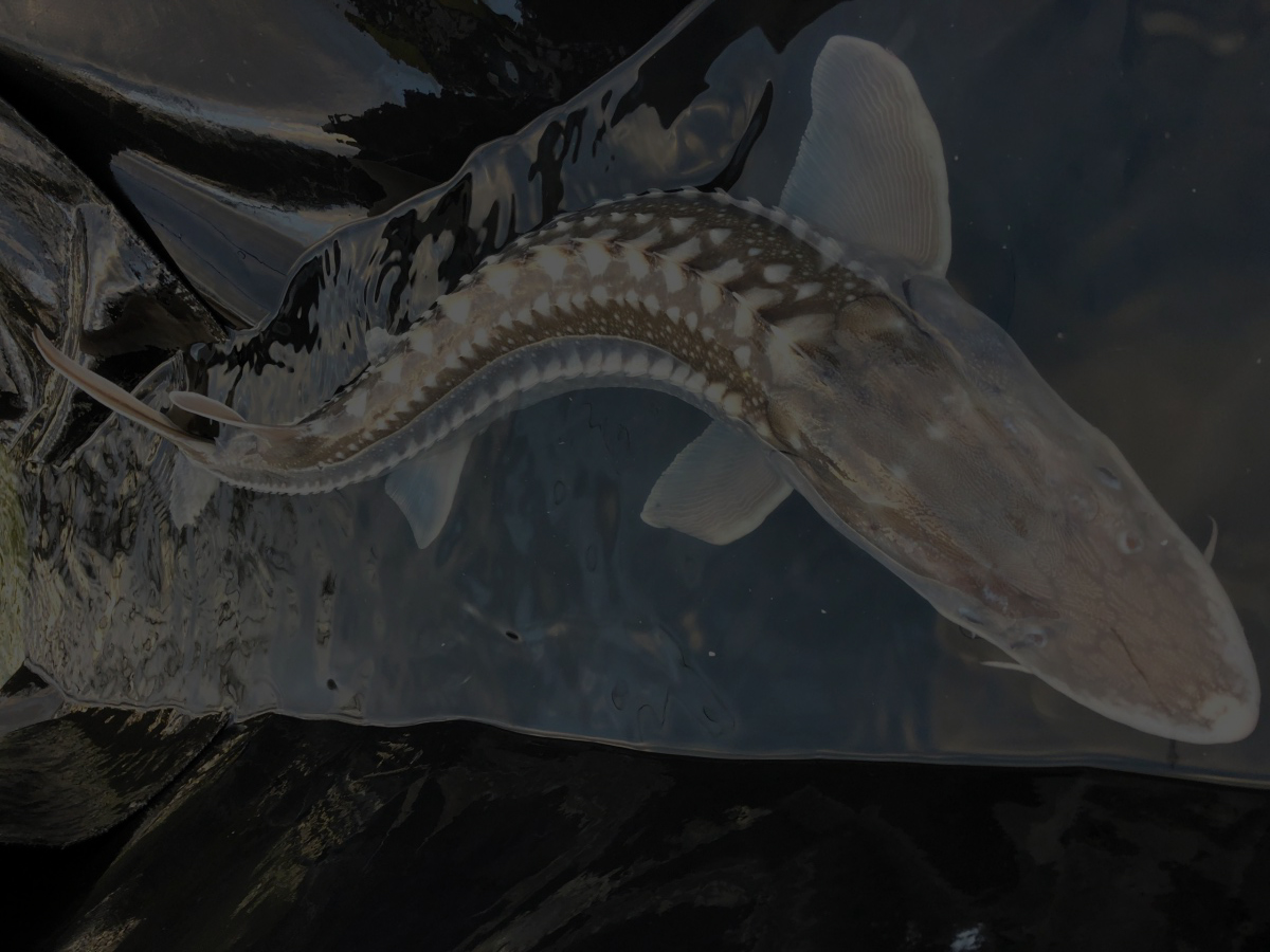 Home - Prehistoric Survivor: The White Sturgeon