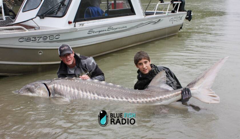 Blue Fish Radio: Why the Mighty Sturgeon of B.C.’S Fraser River Need ...