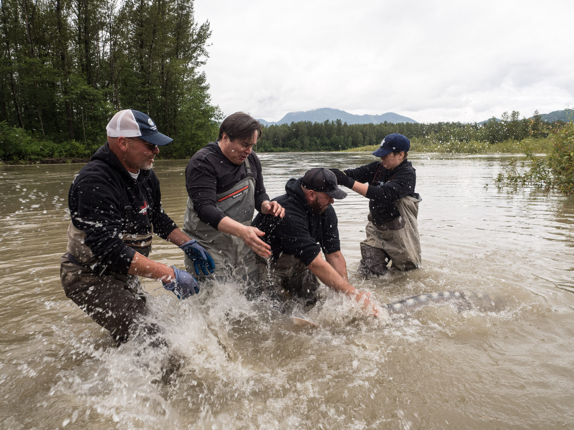 Catching (and Saving) the Fraser River Sturgeon - Prehistoric Survivor ...